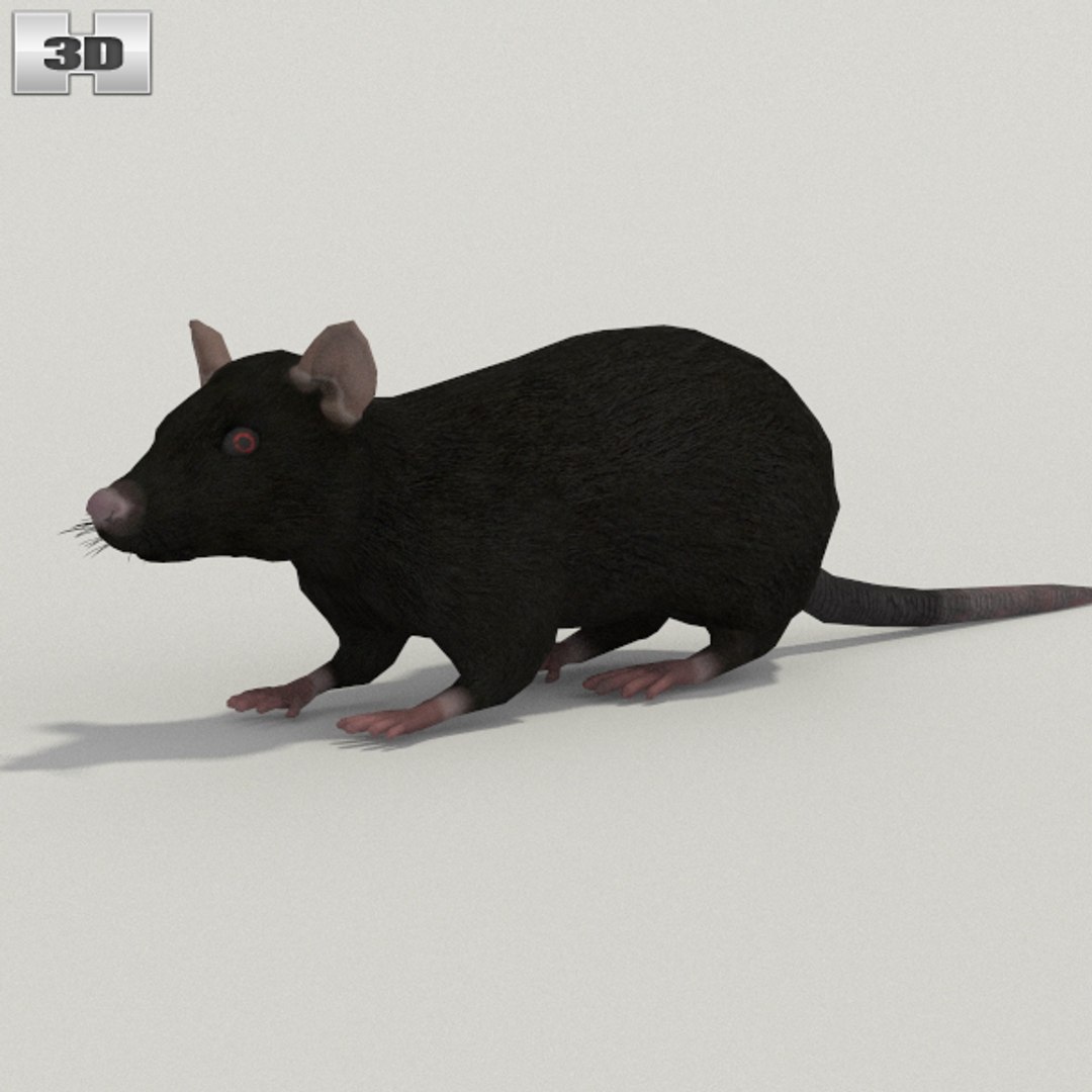3D model rat black - TurboSquid 1152066