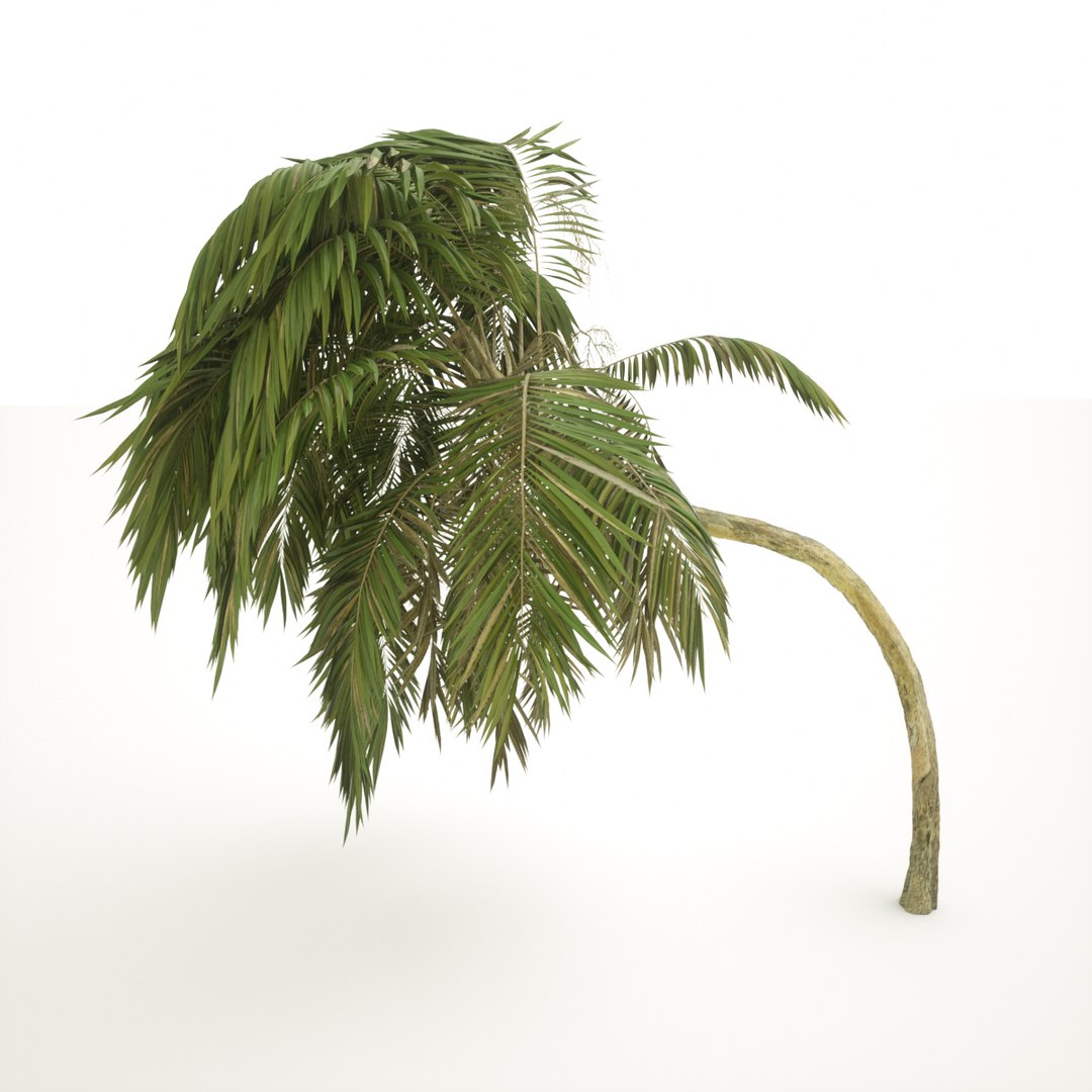 Palm Tree 3D Model - TurboSquid 1379361