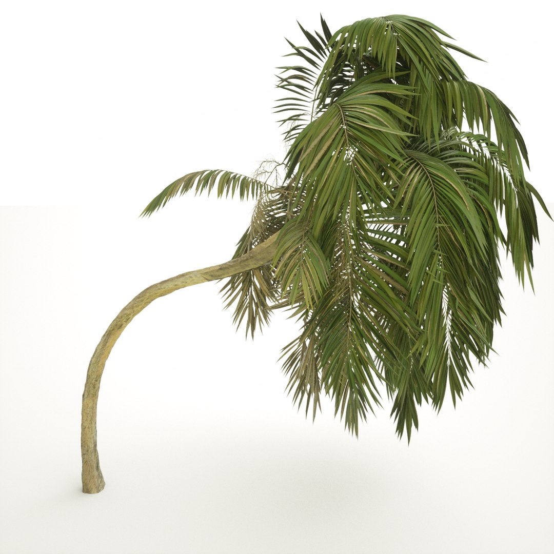 Palm Tree 3D Model - TurboSquid 1379361