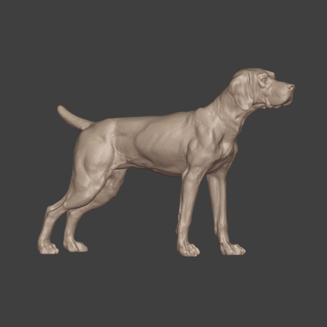 3D Dog Model - TurboSquid 2084571