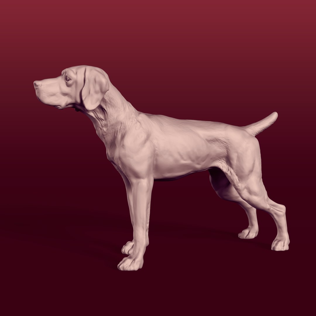 3D Dog Model - TurboSquid 2084571