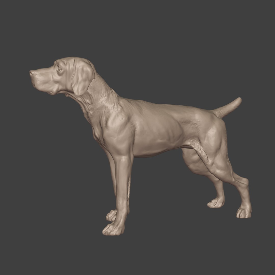 3D Dog Model - TurboSquid 2084571