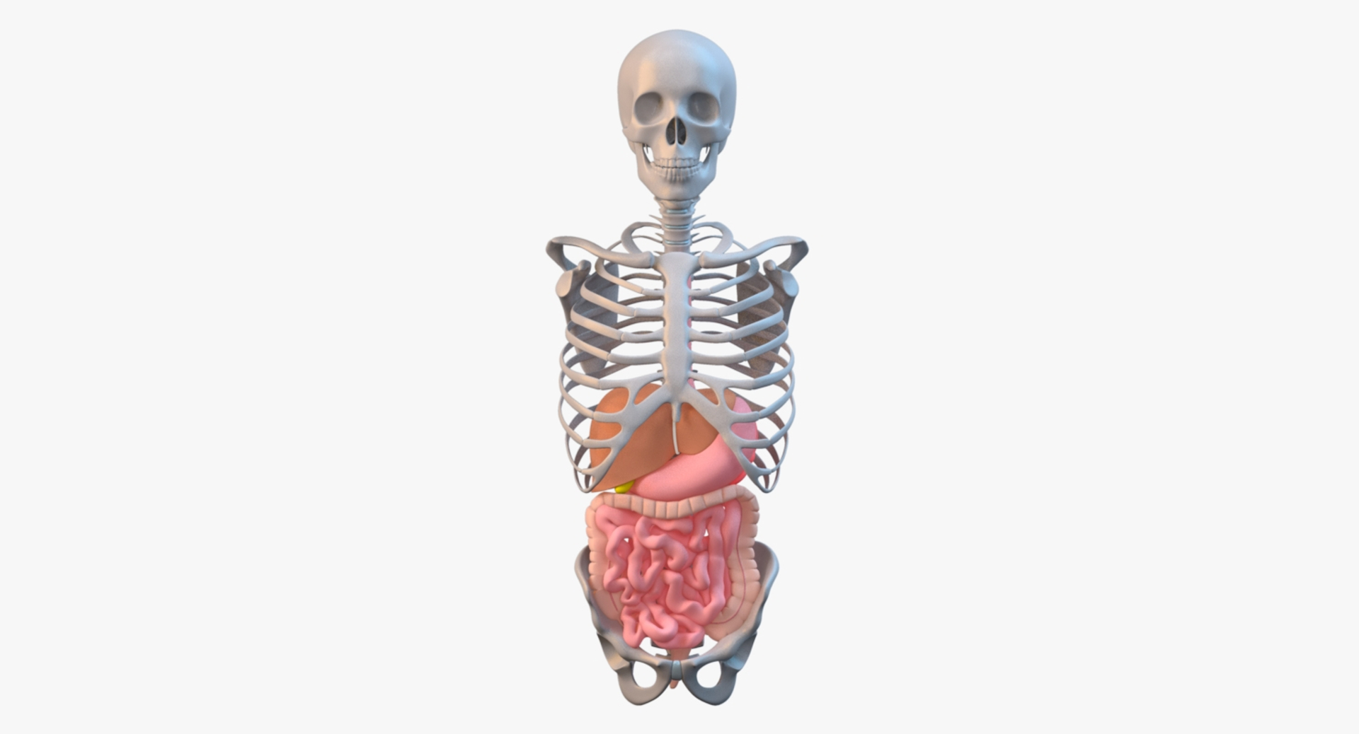 Obj Torso Skeleton Digestive