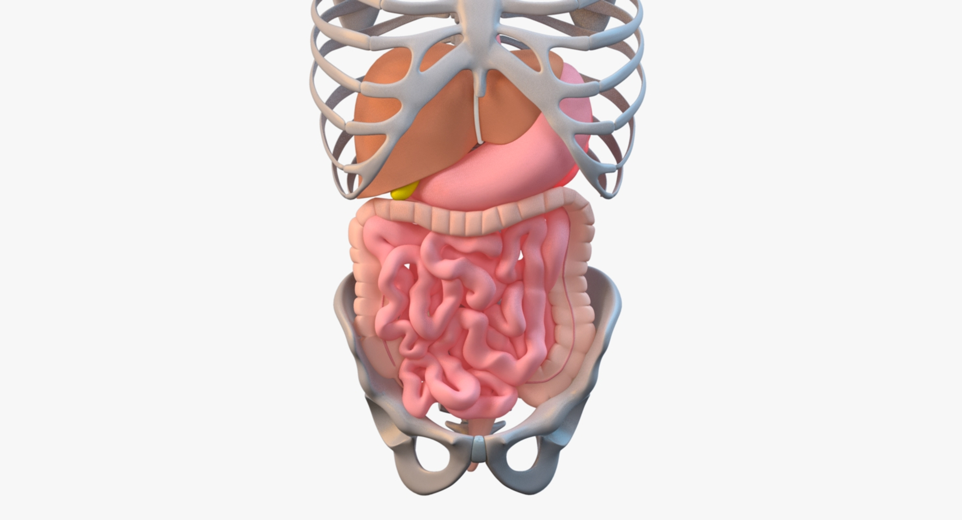 Obj Torso Skeleton Digestive