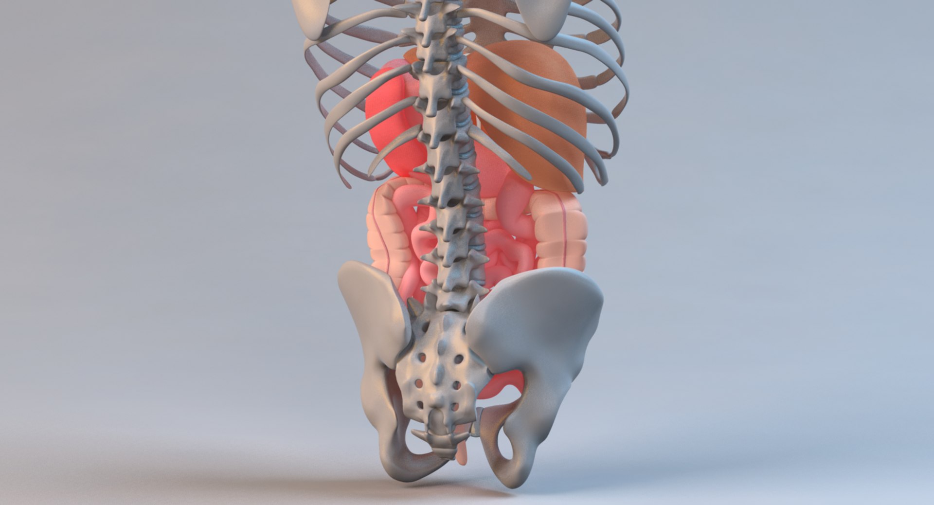 Obj Torso Skeleton Digestive