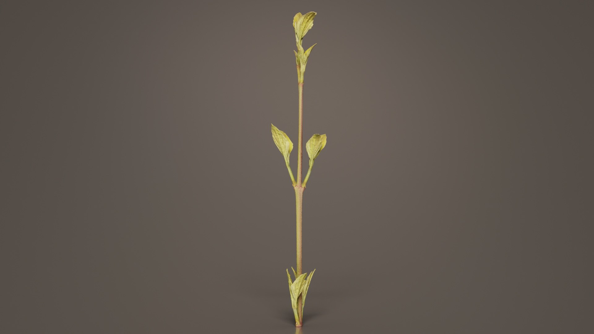 Cornus Mas Dogwood Cornaceae Sprout Remastered 3D - TurboSquid 2362669