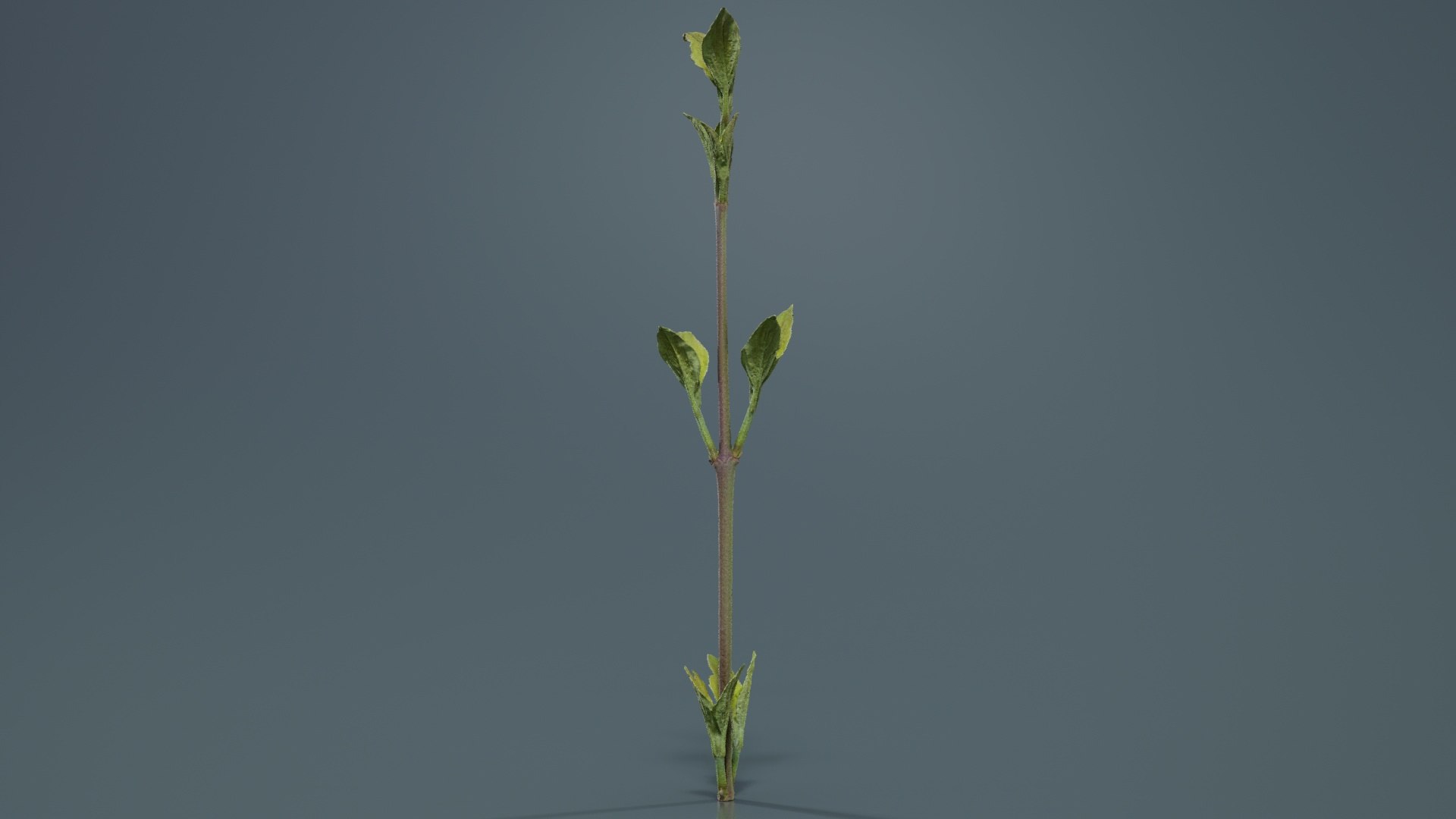 Cornus Mas Dogwood Cornaceae Sprout Remastered 3D - TurboSquid 2362669