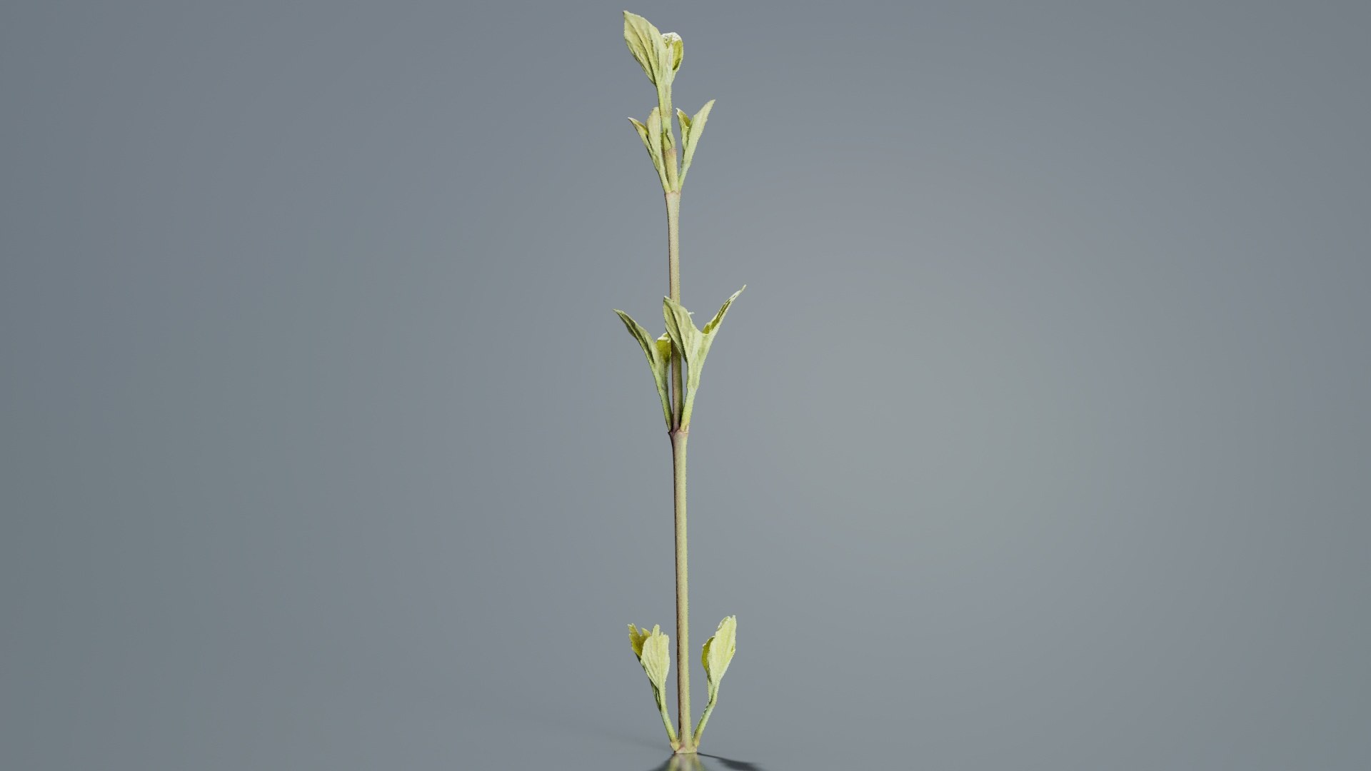 Cornus Mas Dogwood Cornaceae Sprout Remastered 3D - TurboSquid 2362669