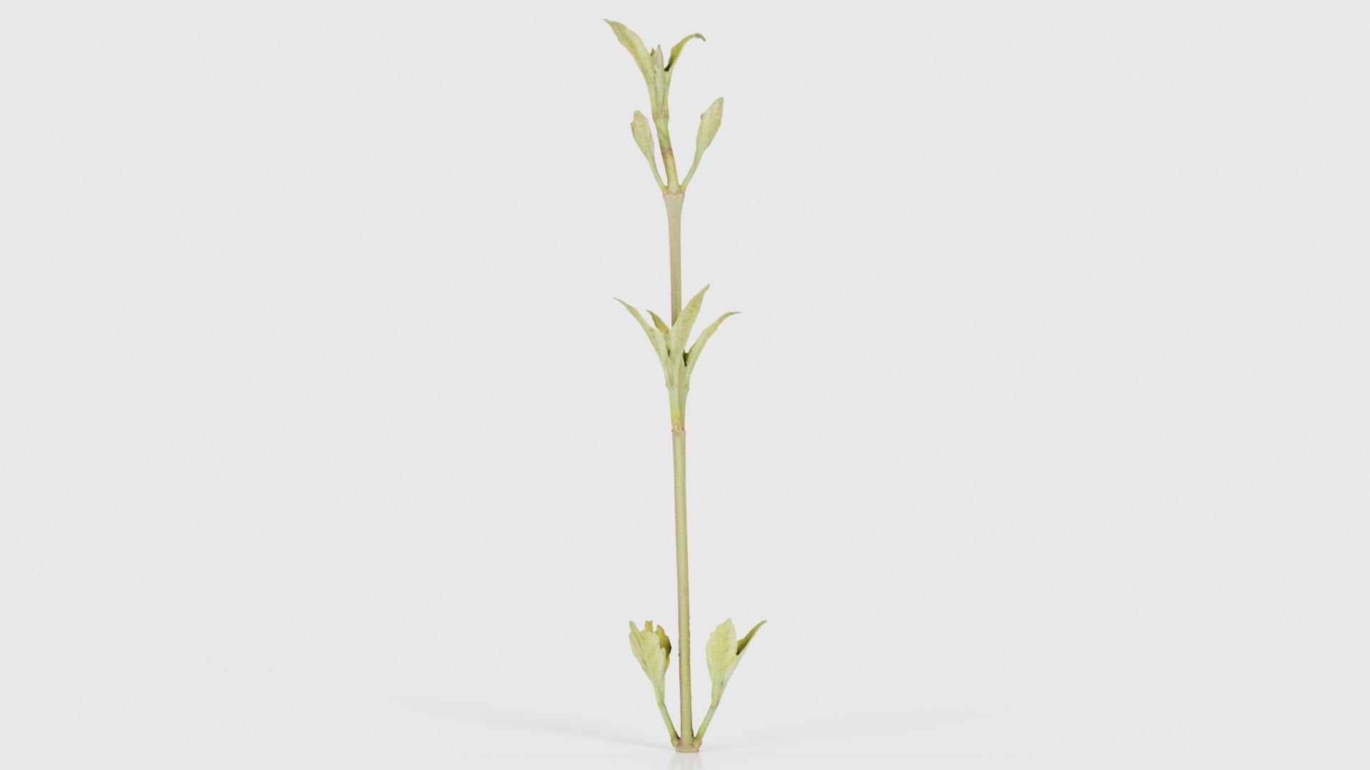 Cornus Mas Dogwood Cornaceae Sprout Remastered 3D - TurboSquid 2362669