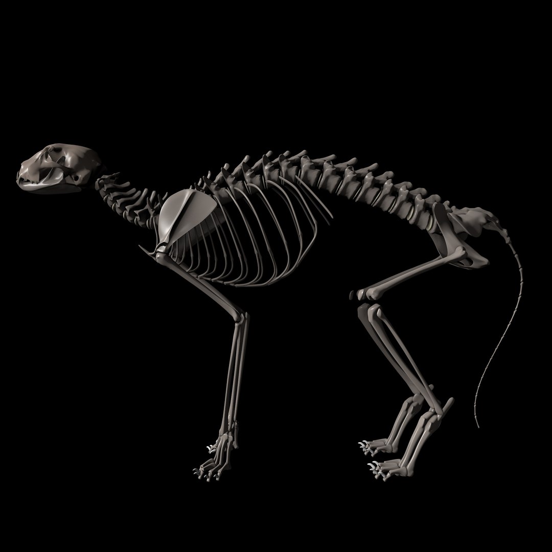 Animal Bone 3D Model - TurboSquid 1432628