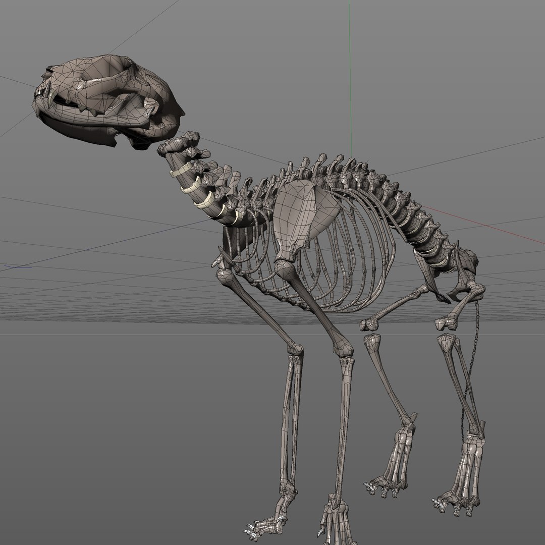 Animal Bone 3D Model - TurboSquid 1432628