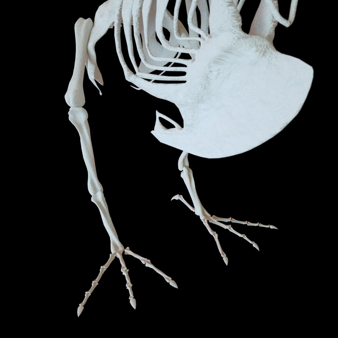 Bone Dove 3D - TurboSquid 1274230