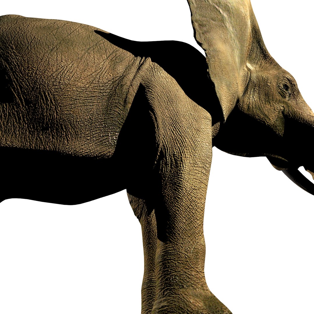 African Elephant 3d Model