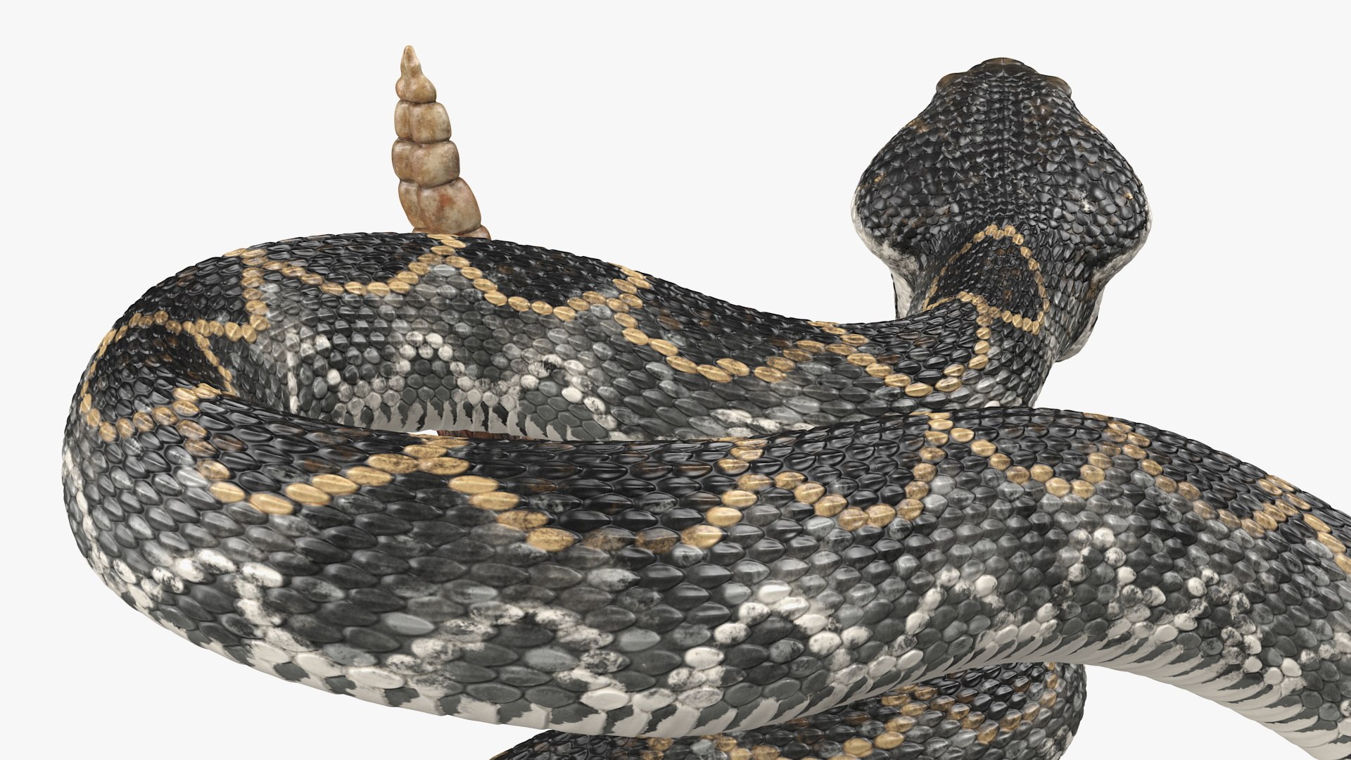 Giant Dark Rattlesnake Rigged For Cinema 4D Model - TurboSquid 2122566