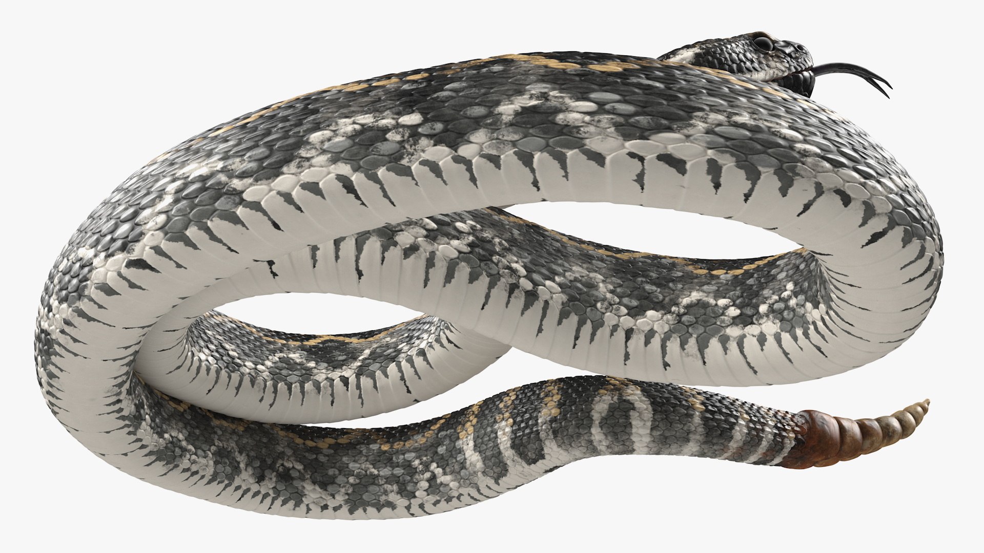 Giant Dark Rattlesnake Rigged For Cinema 4D Model - TurboSquid 2122566