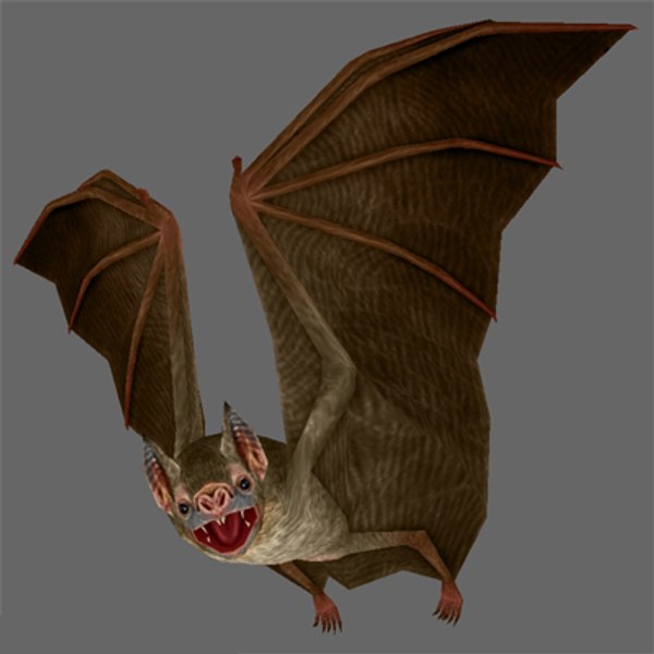 vampire bat 01 3d model