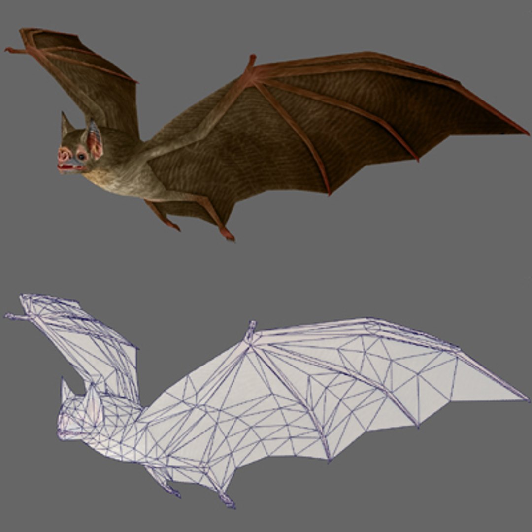 Vampire Bat 01 3d Model