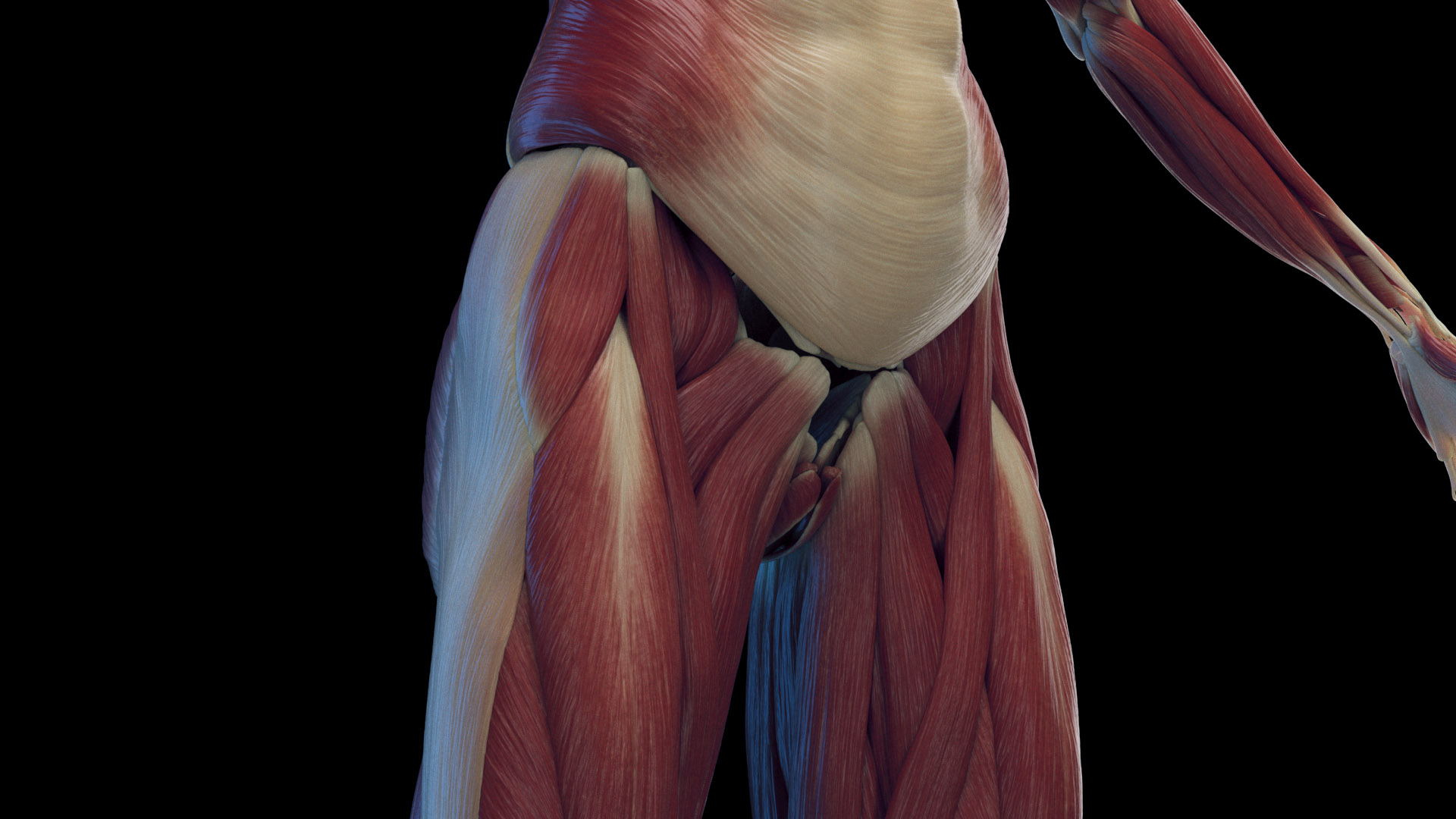 3D Human Female Muscles Static - TurboSquid 2059351