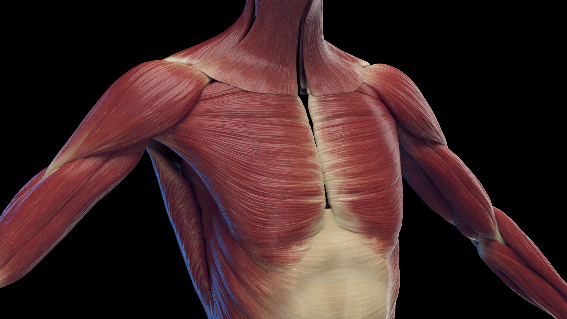 3D Human Female Muscles Static - TurboSquid 2059351