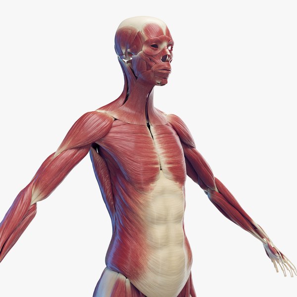 Muscular System 3D Models for Download | TurboSquid