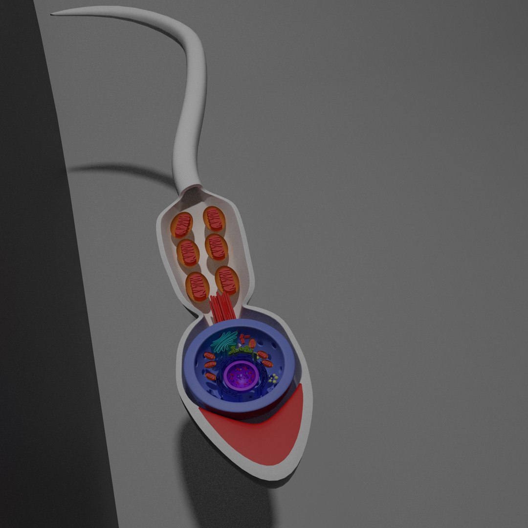 Sperm Cell For 3D PRINTING 3D Model - TurboSquid 1787004