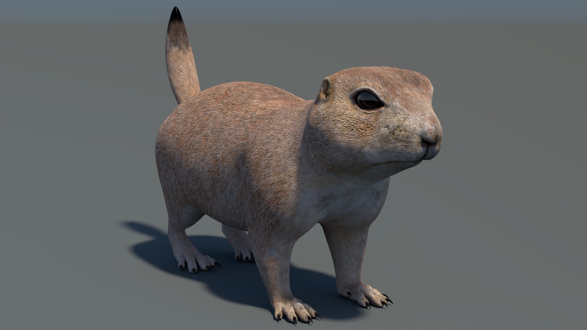3D Rigged Prairie Dog 3D Model - TurboSquid 2275227