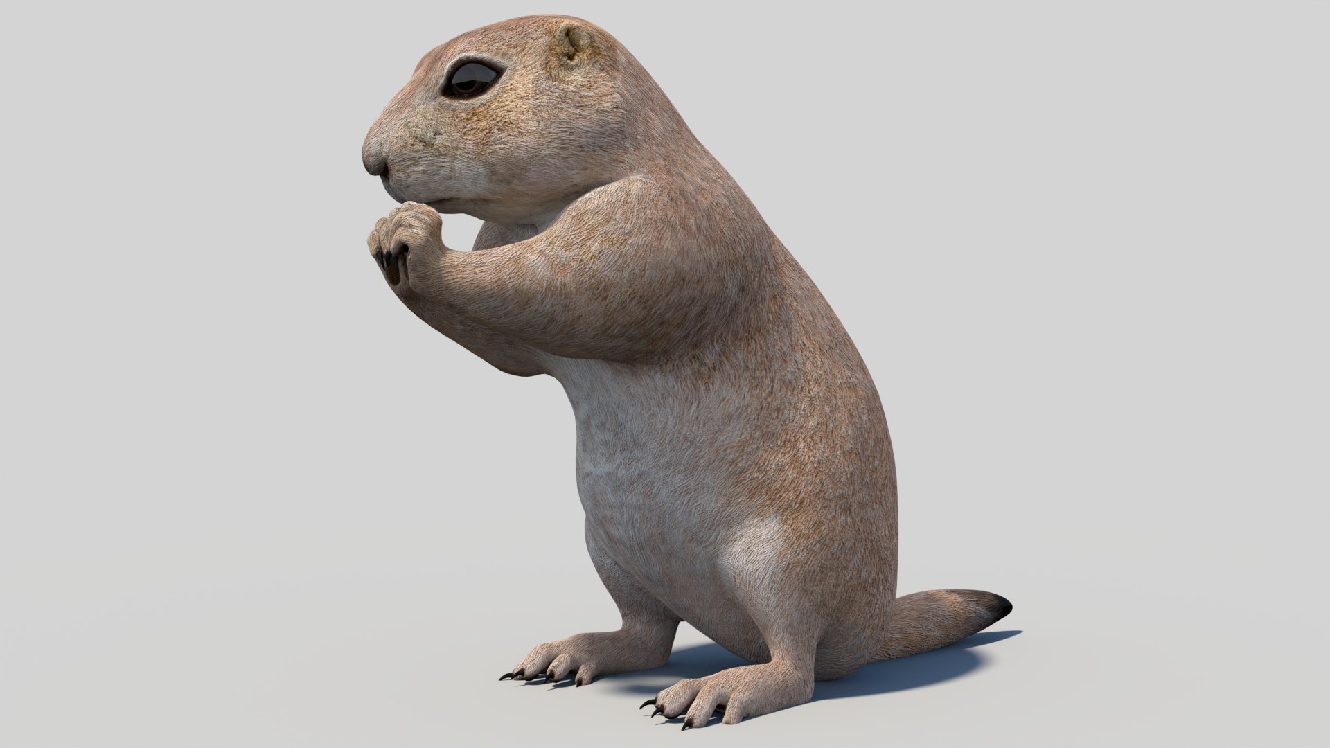3D Rigged Prairie Dog 3D Model - TurboSquid 2275227