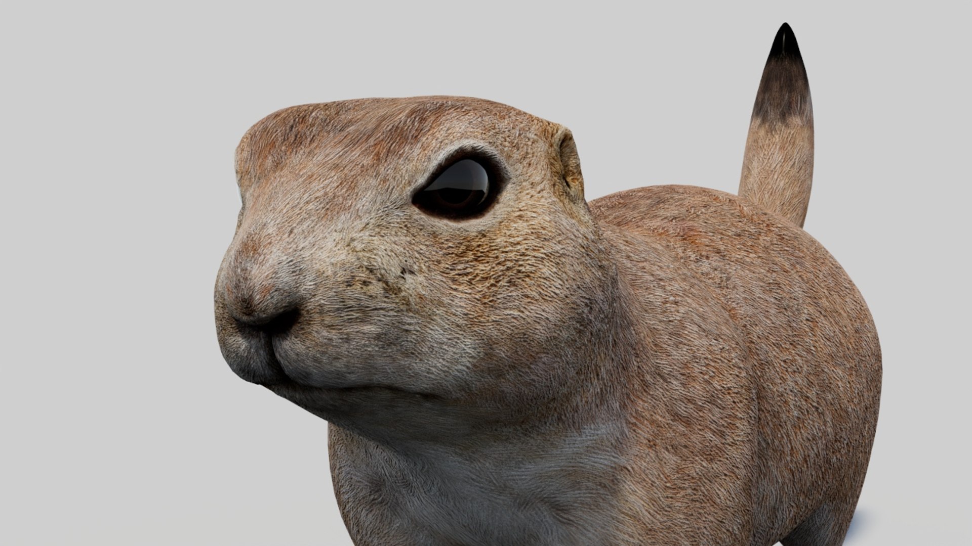 3D Rigged Prairie Dog 3D Model - TurboSquid 2275227