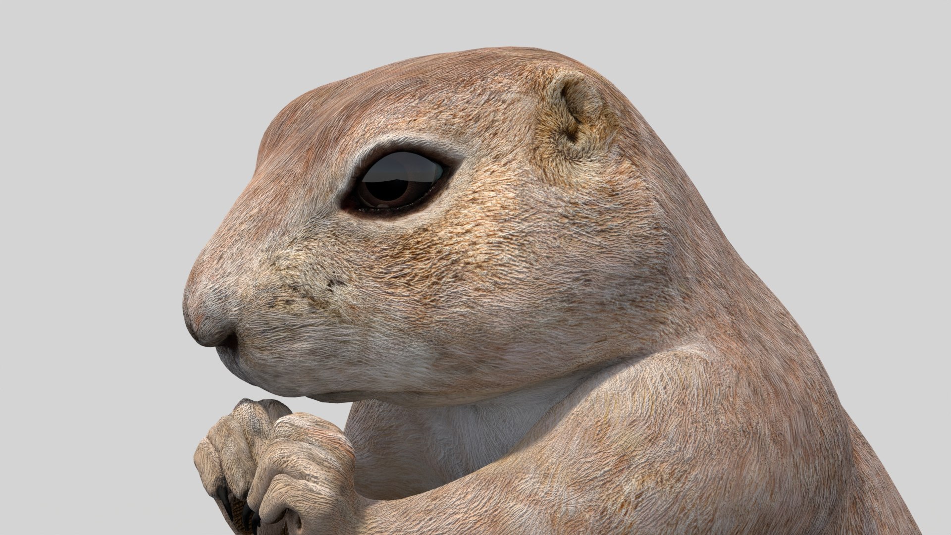 3D Rigged Prairie Dog 3D Model - TurboSquid 2275227