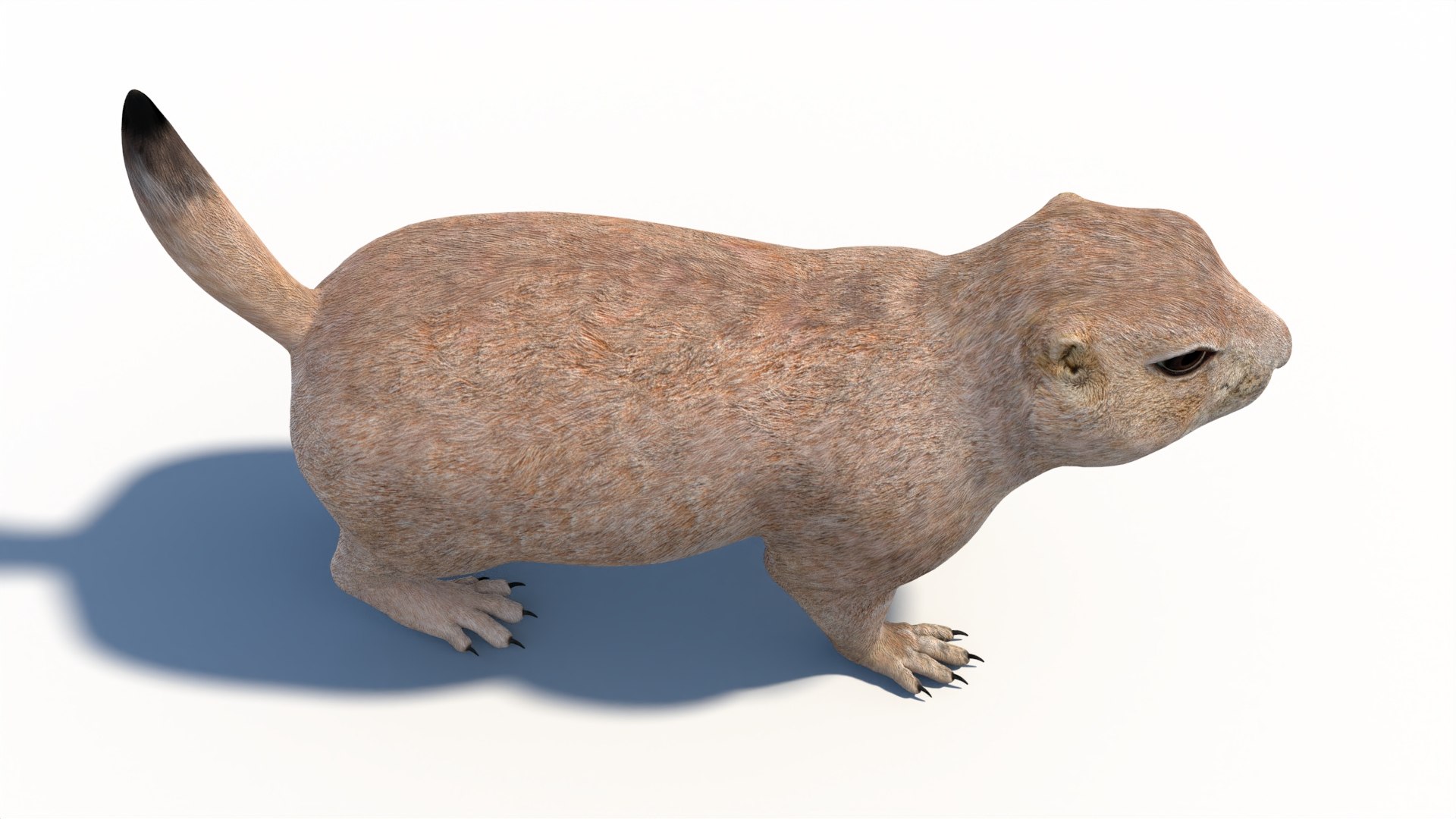 3D Rigged Prairie Dog 3D Model - TurboSquid 2275227