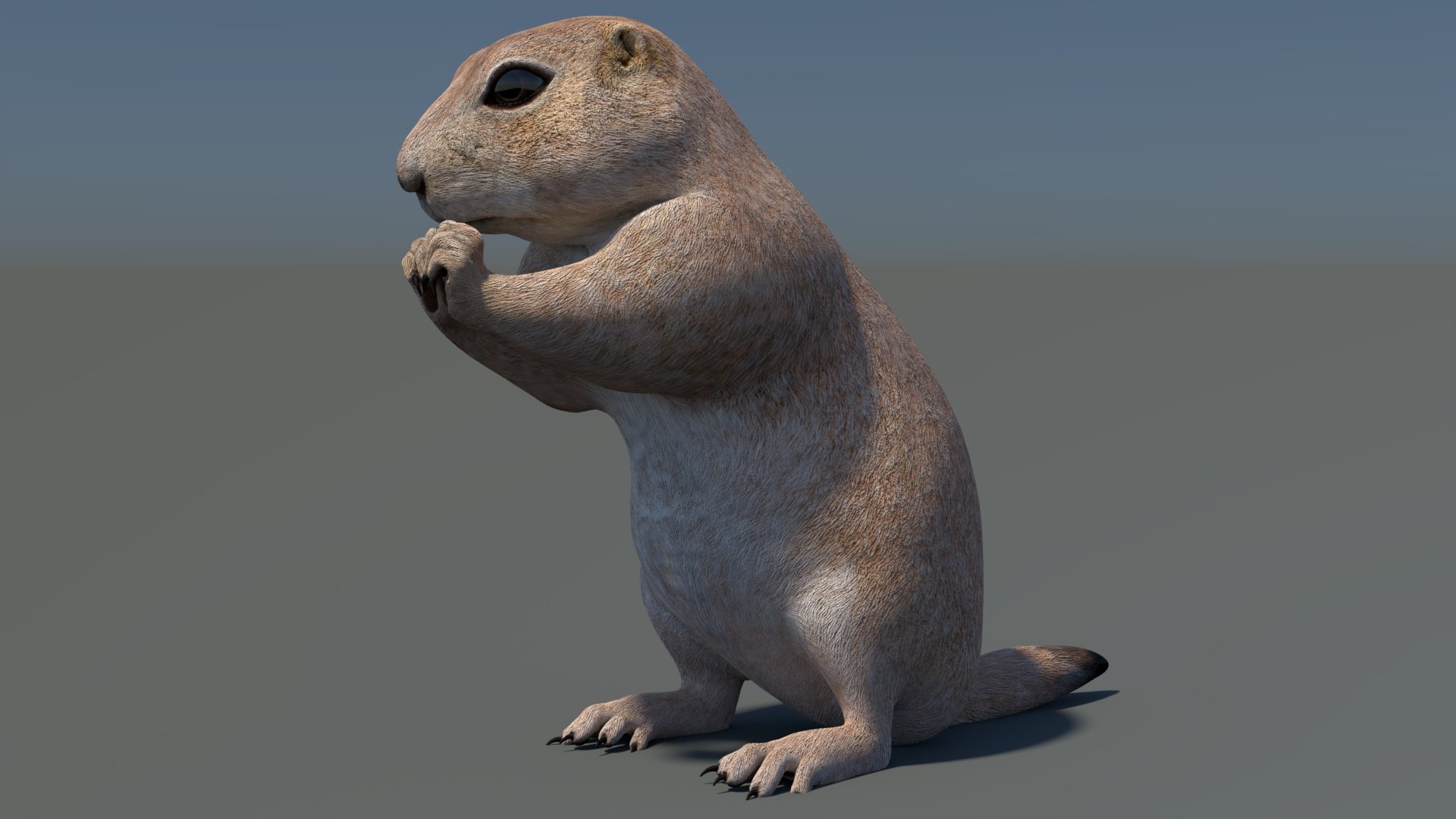 3D Rigged Prairie Dog 3D Model - TurboSquid 2275227