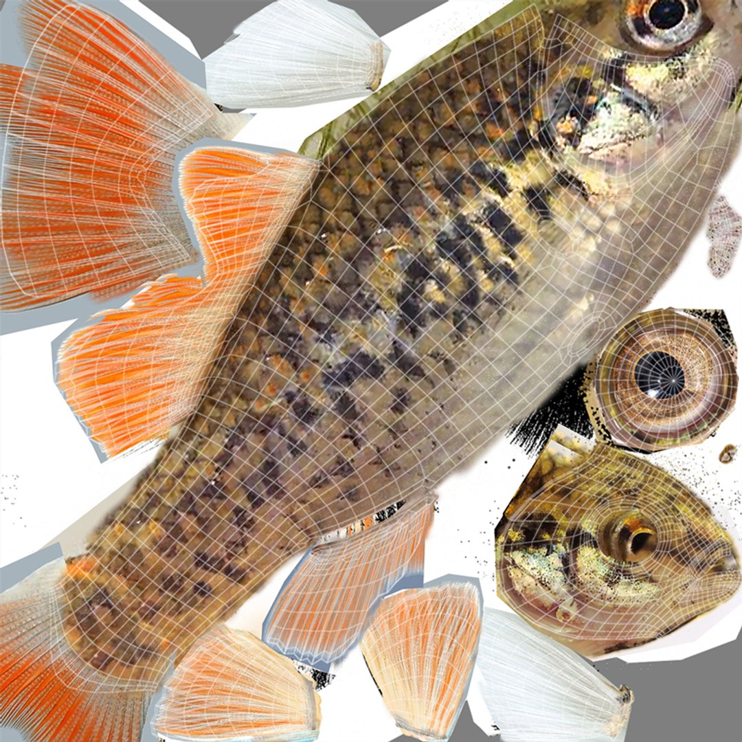 3D Southern Perch Animation - TurboSquid 1329662