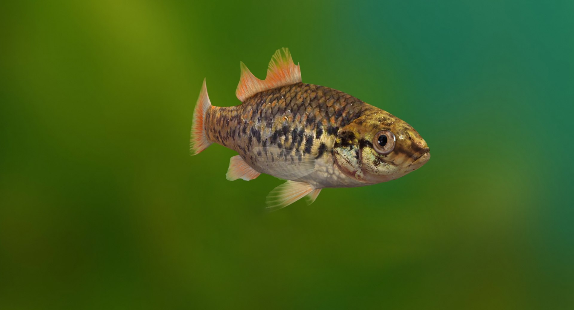 3D Southern Perch Animation - TurboSquid 1329662