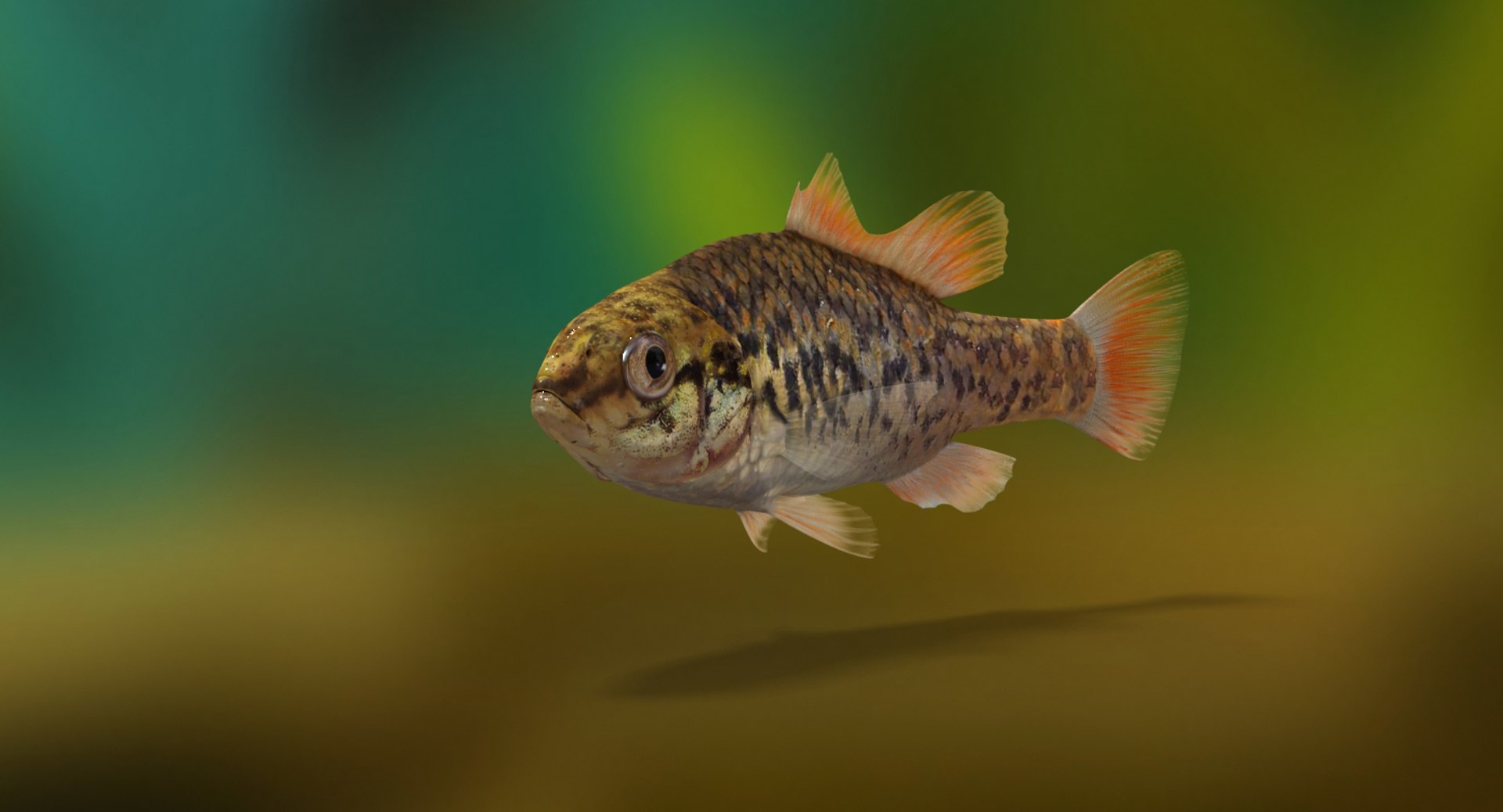 3D Southern Perch Animation - TurboSquid 1329662