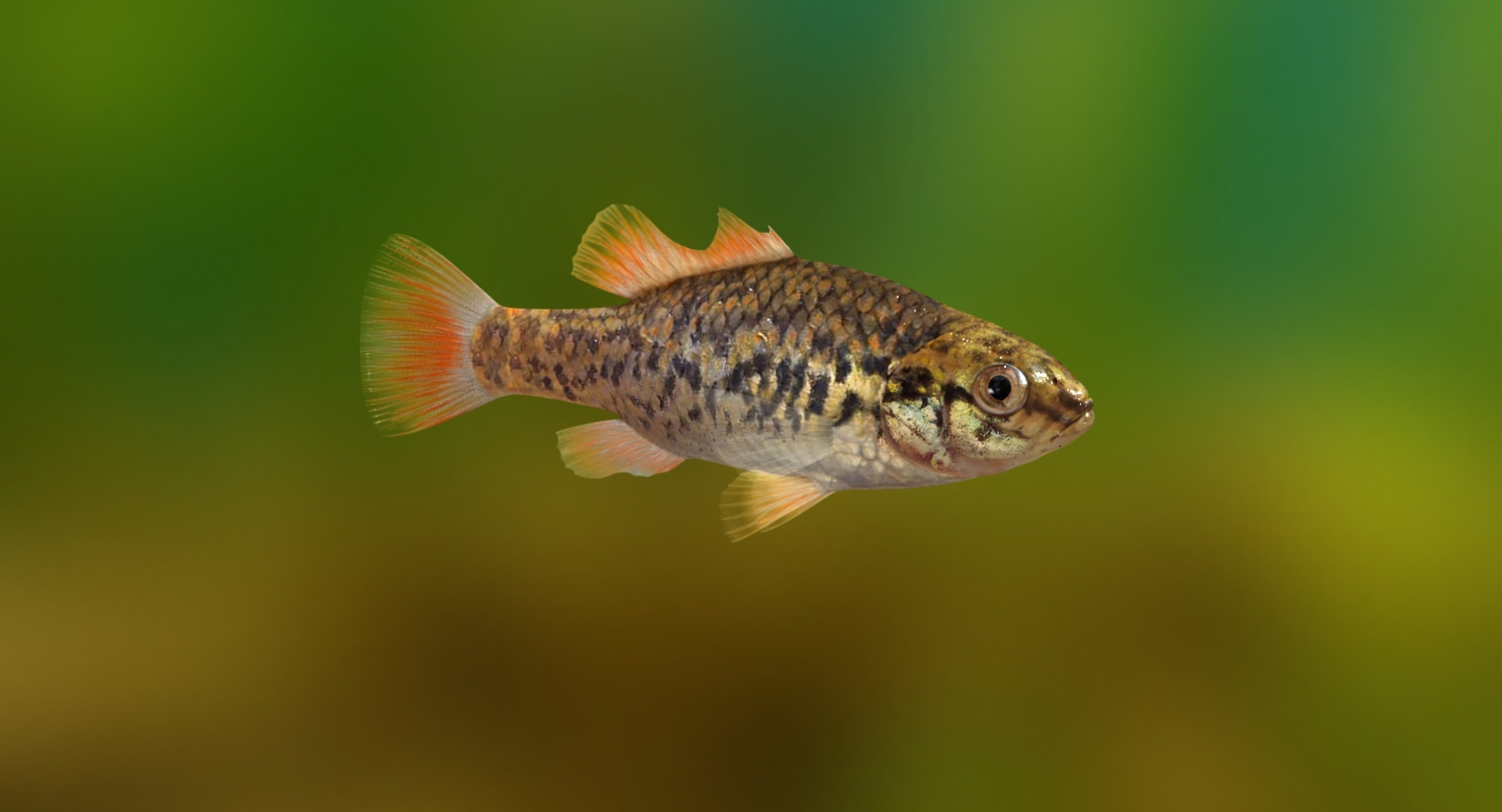 3D Southern Perch Animation - TurboSquid 1329662