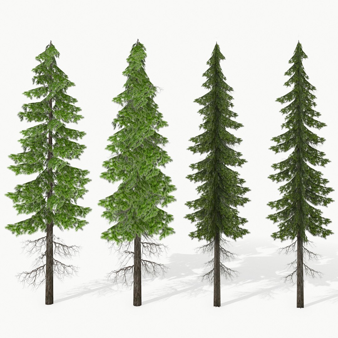 Pine Tree 3D Model - TurboSquid 1242038