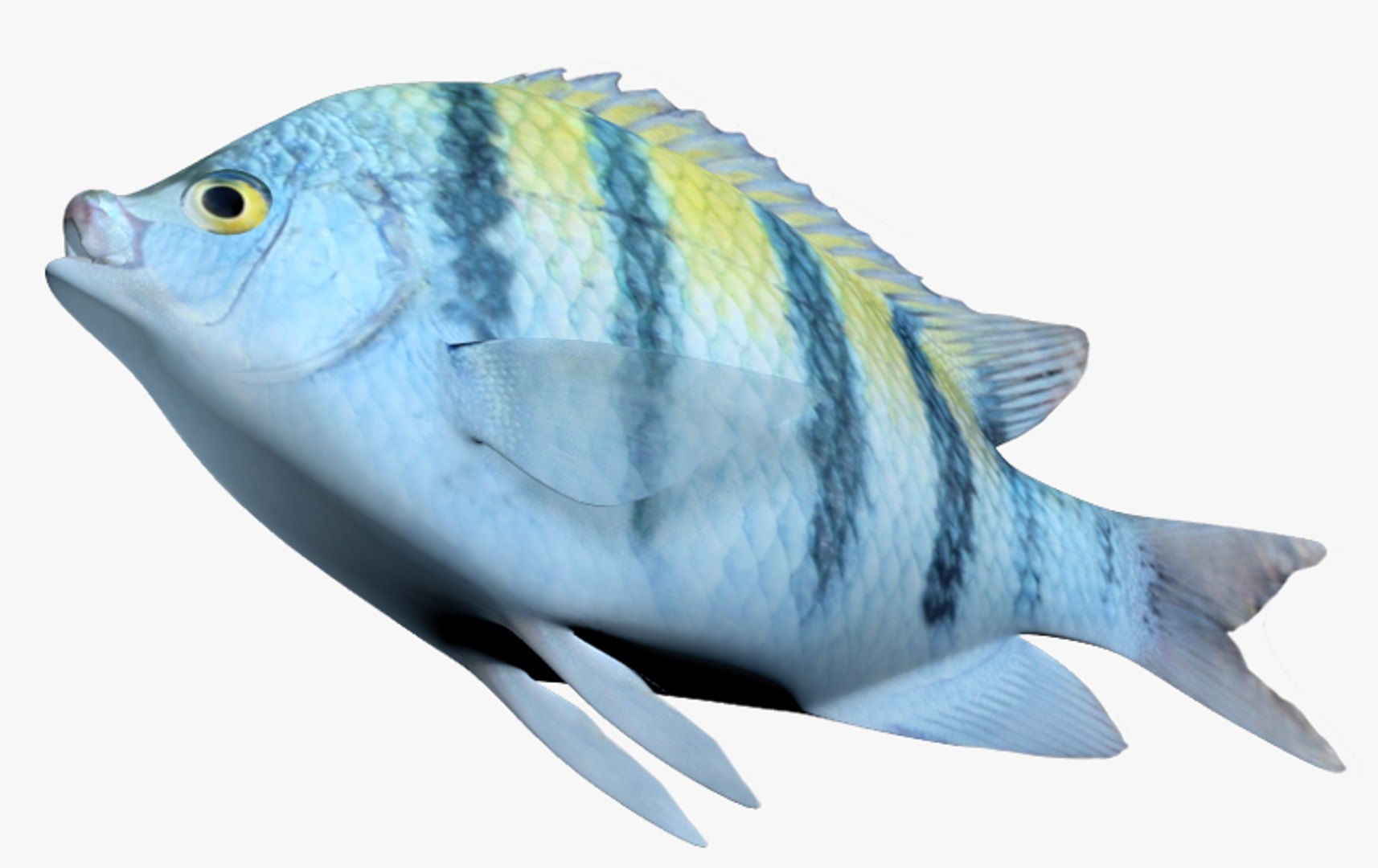 Fbx Panamic Sergeant Major