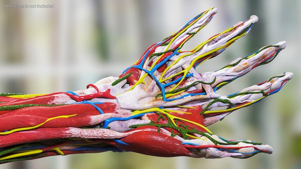 女孩手臂解剖3D模型 - TurboSquid 1948004