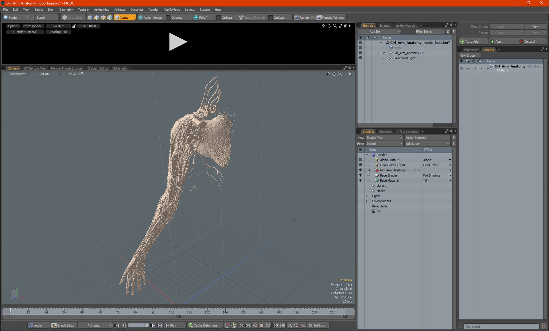 3D Girl Arm Anatomy - TurboSquid 1948004