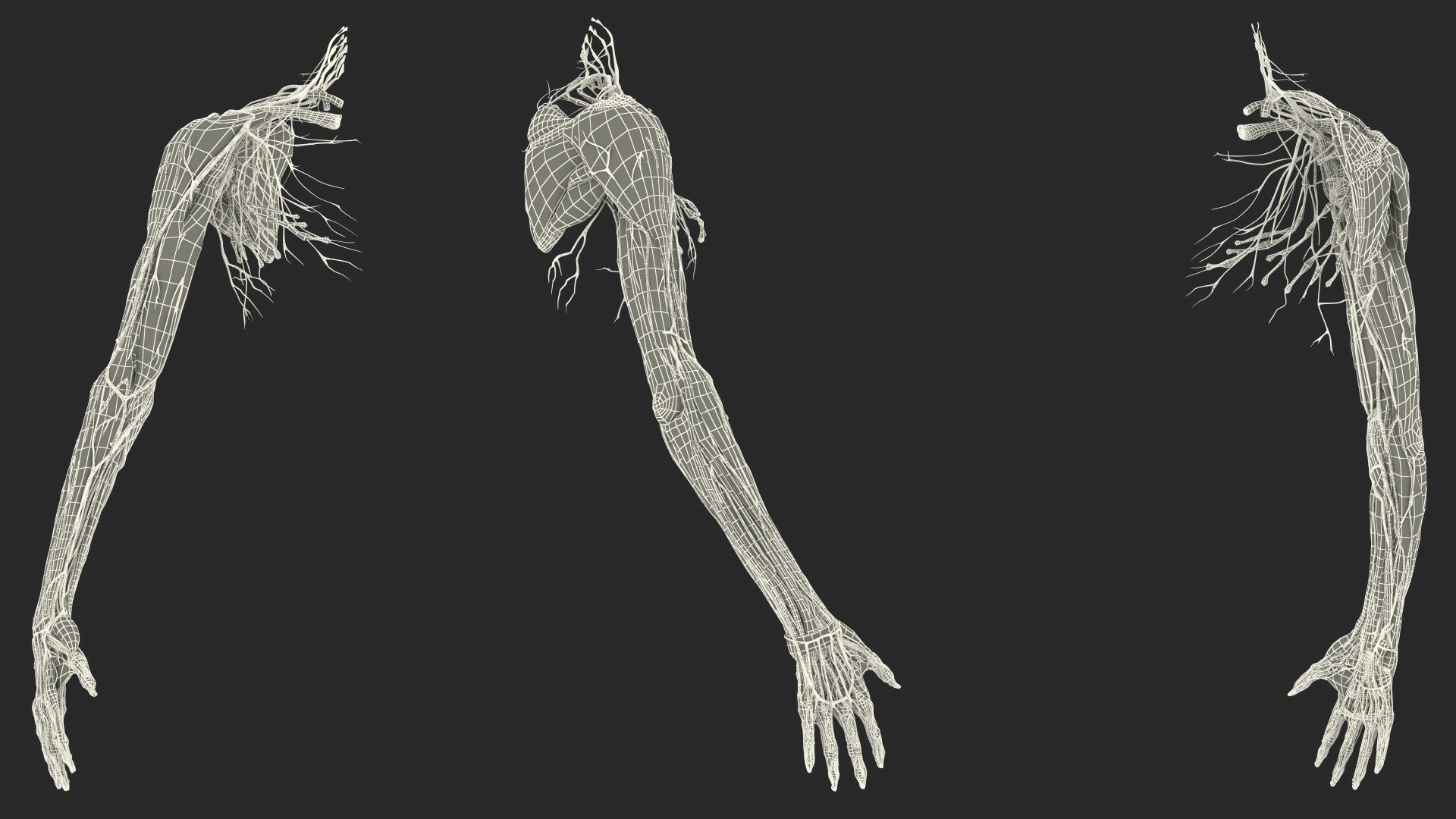 3D Girl Arm Anatomy - TurboSquid 1948004