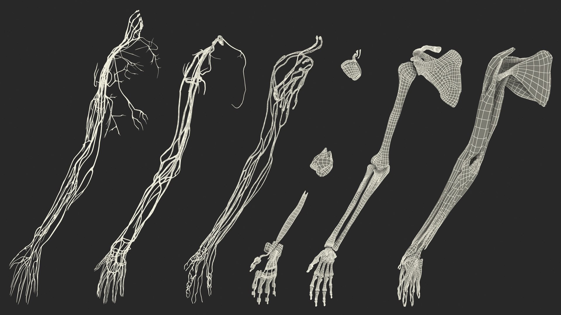 3D Girl Arm Anatomy - TurboSquid 1948004