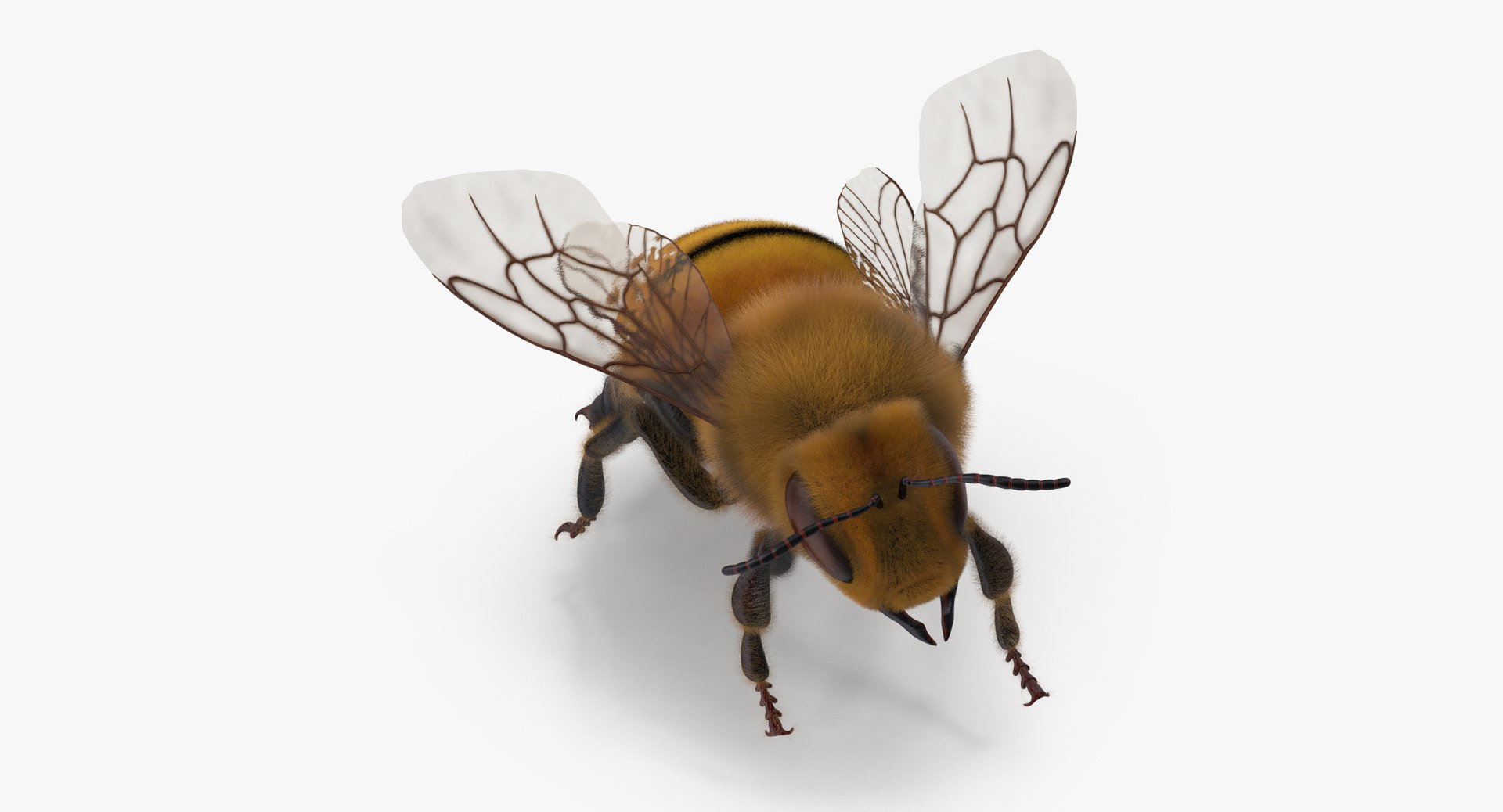 Bee 3d Max