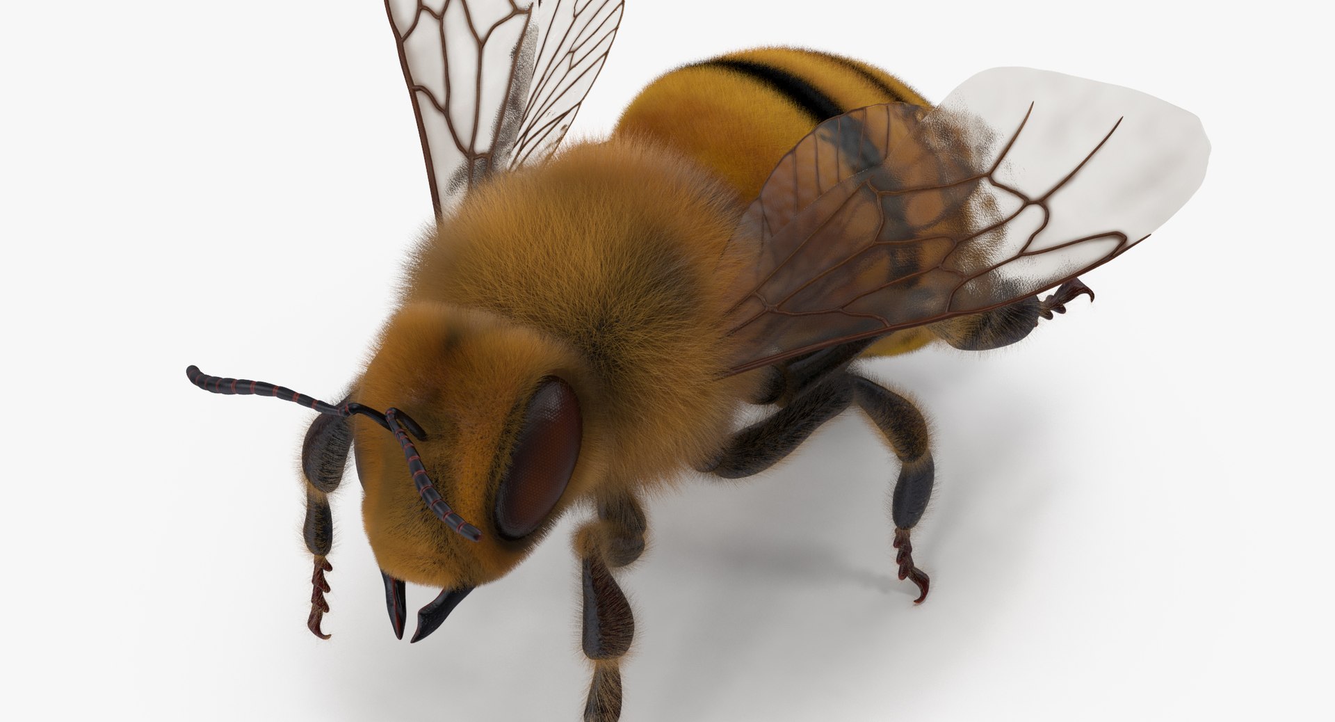 Bee 3d Max
