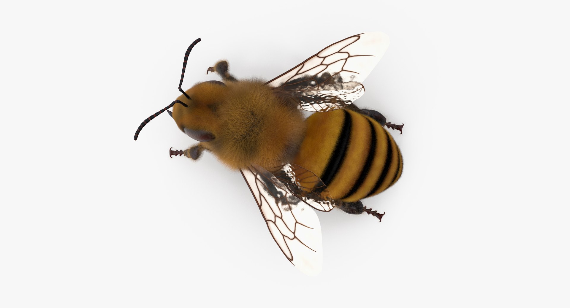 Bee 3d Max
