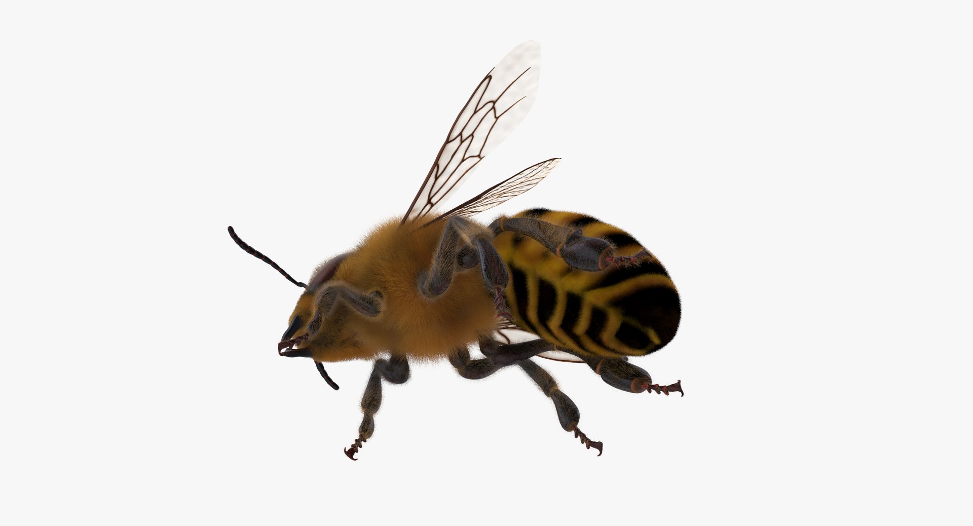 Bee 3d Max