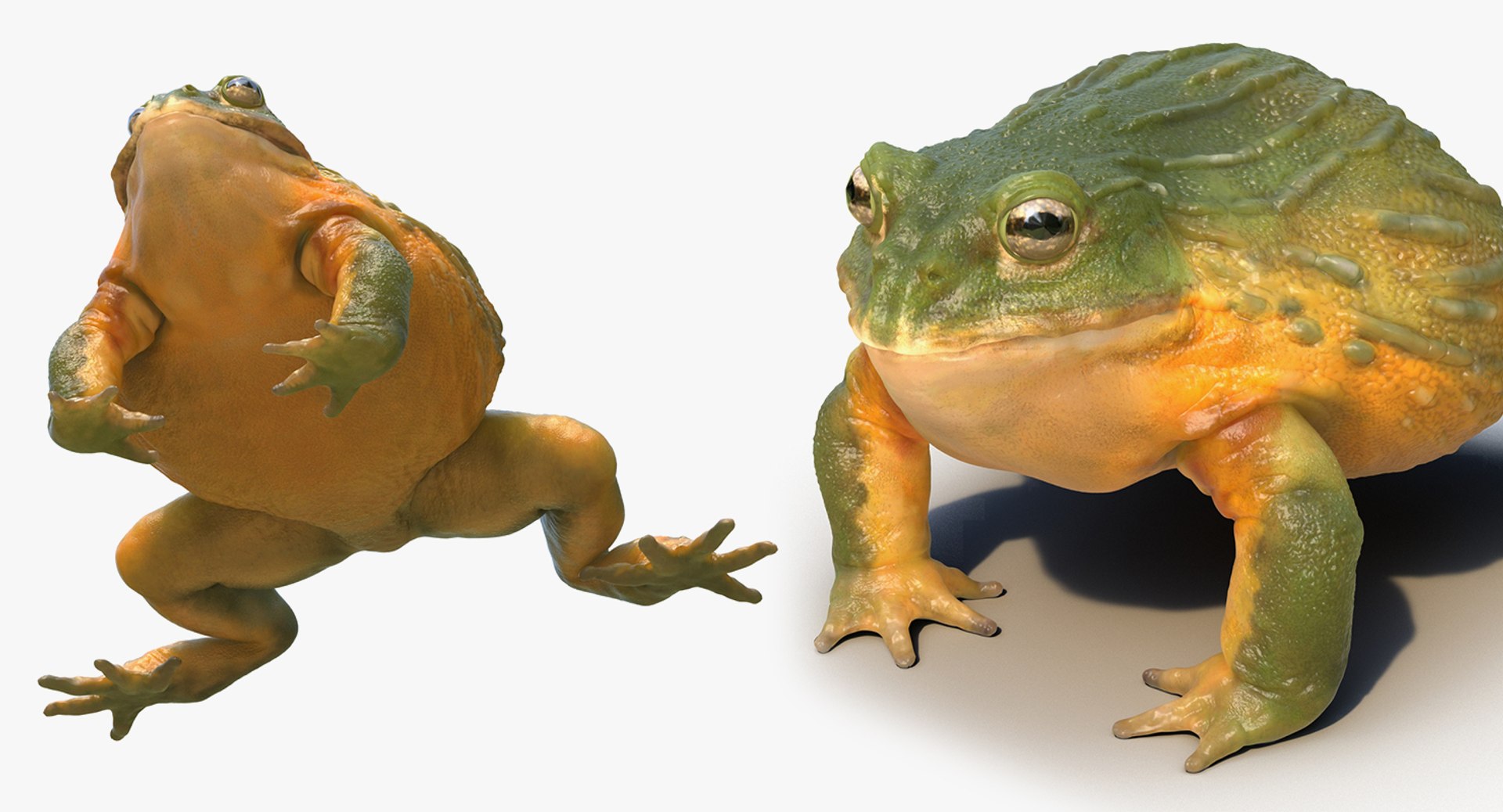 3D Rigged Frogs 3 - TurboSquid 1227302