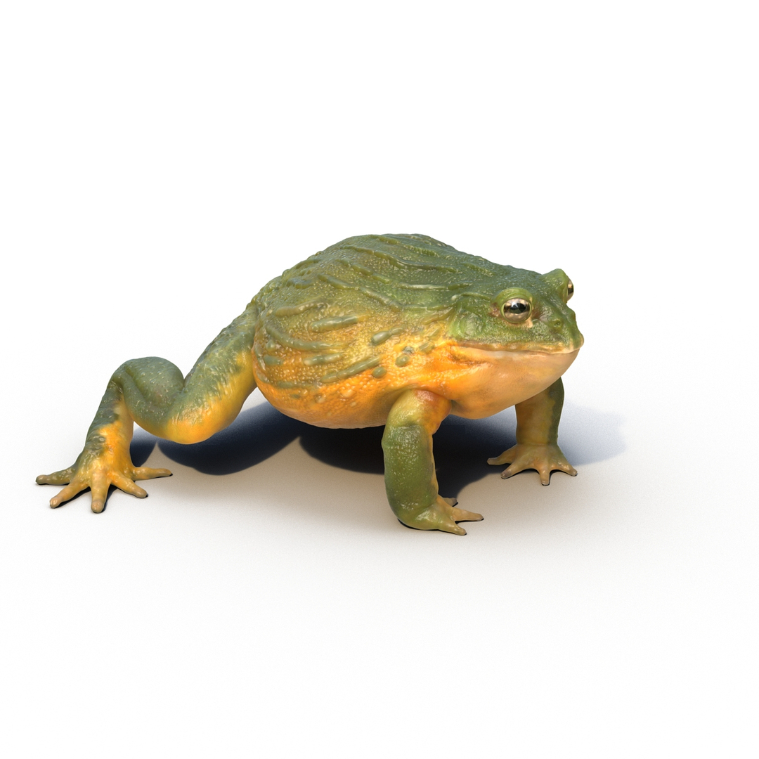 3D Rigged Frogs 3 - TurboSquid 1227302