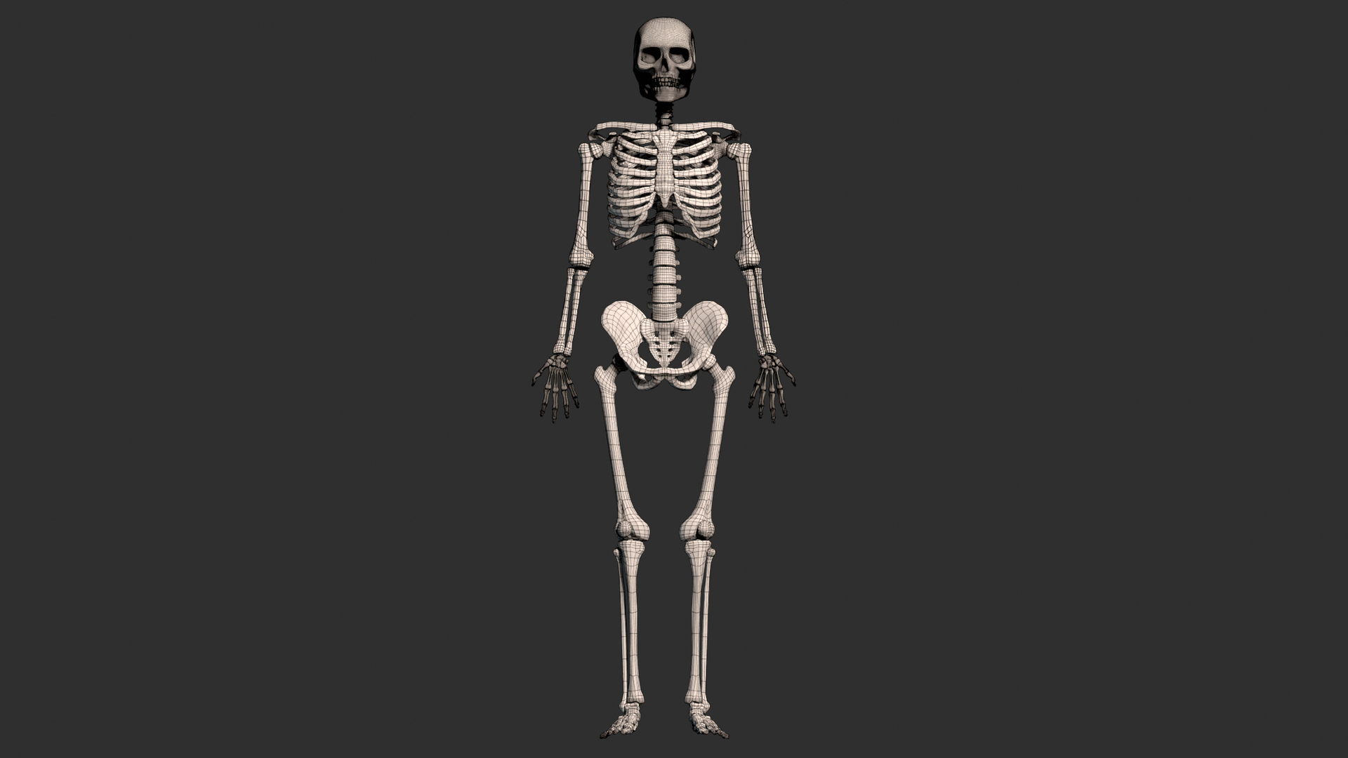 3D Human Male Skeleton - TurboSquid 1806667