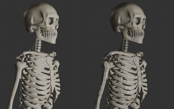 3D Human Male Skeleton - TurboSquid 1806667