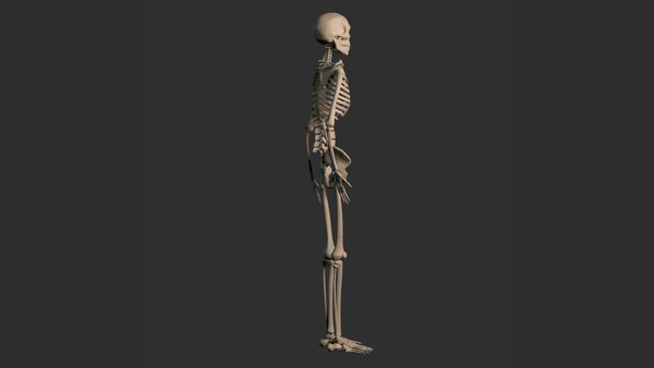 3D Human Male Skeleton - TurboSquid 1806667